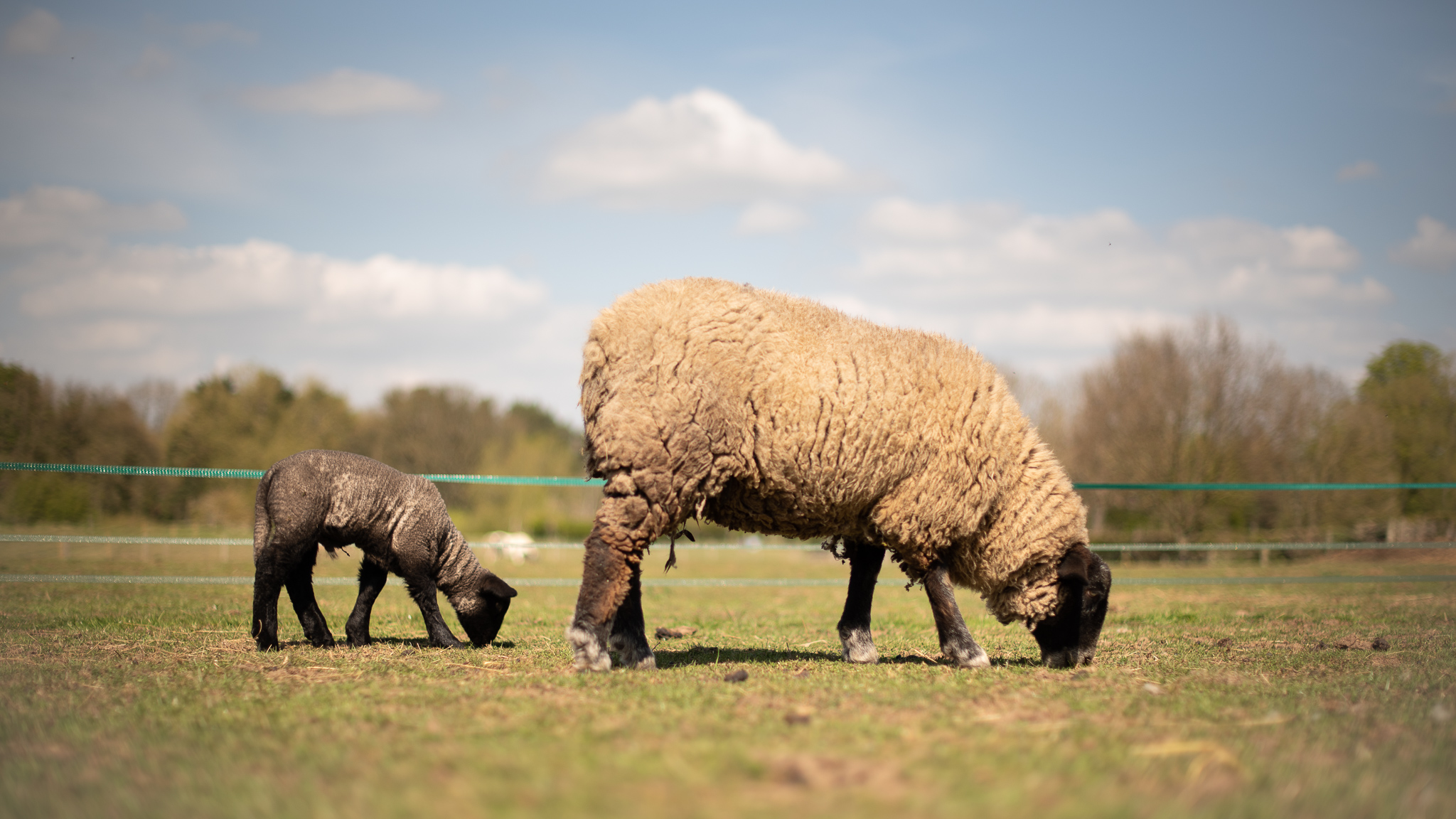 The Ark Smallholding – An educational smallholding situated in the ...