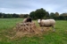 The Ark Smallholding – An educational smallholding situated in the ...